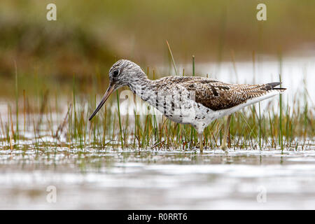 Common Greenshank, Tringa nebularia, summer plumage Stock Photo - Alamy