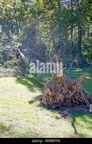 Pine tree blown over by wind due to stony soil not allowing roots to ...
