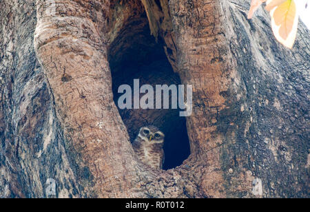 Spotted Owlet, locally known as Khuruley Pecha at Ramna Park. Dhaka ...