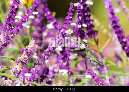 one female Annas Hummingbird drinking nectar from purple Mexican Sage ...