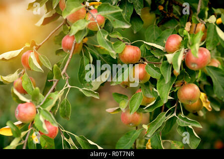 sun rays on apple tree leaves in garden with rain in background ...