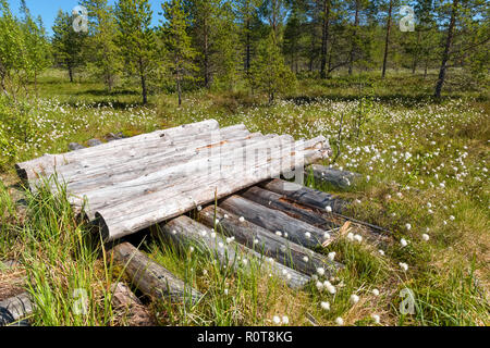 Forest swamp on Anzersky Island, Arkhangelsk Region, Russia Stock Photo ...