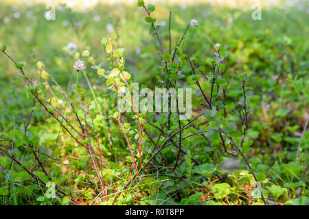 Dwarf tundra birch on Anzersky Island, Solovetsky Islands, Arkhangelsk ...