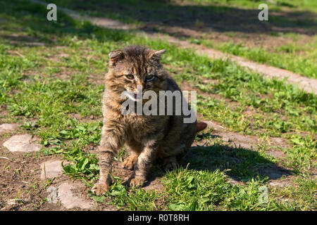 Monastic cat on nature in flowers Stock Photo - Alamy