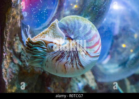 The Chambered Nautilus, or Pearly Nautilus, is a marine species found ...