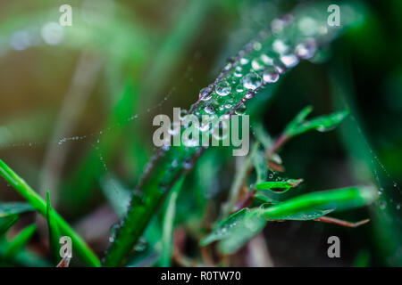 Dew drop in the morning on a taro leaf Stock Photo - Alamy