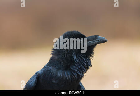 COMMON RAVEN - NORTHERN RAVEN - CROWN (Corvus corax Stock Photo - Alamy