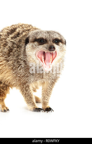 suricate meerkat showing teeth Stock Photo - Alamy
