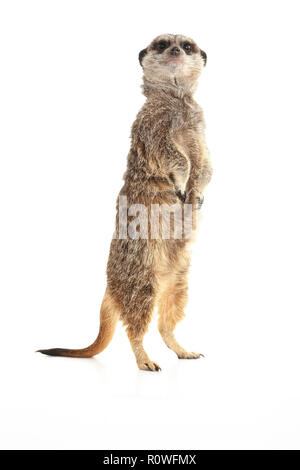 Meerkat. Tony's Reptile Show Stock Photo - Alamy