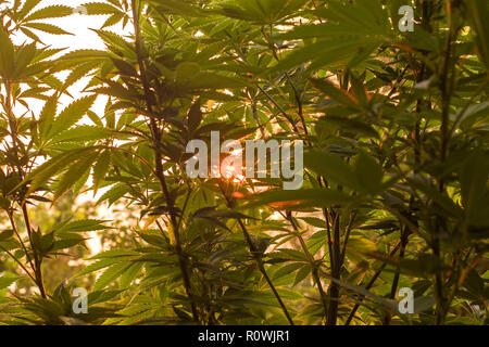 Cannabis plant, lit by warm early morning light Stock Photo - Alamy