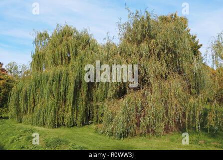 weeping willow aka Babylon willow tree scientific name Salix babylonica ...