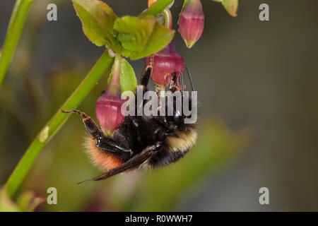 Bilberry Bumblebee, Bombus monticola, on Cyphel, Minuartia sedoides ...