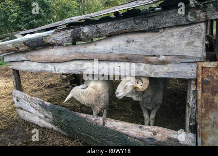 Two sheep protect themselves from rain in a farmhouse Stock Photo - Alamy