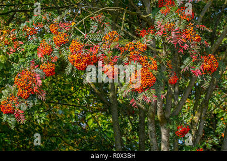 Sorbus scalaris, species of rowan, native to western Sichuan and Yunnan ...