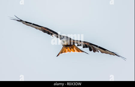 A red kite (Milvus milvus) soaring directly overhead against a pale sky ...