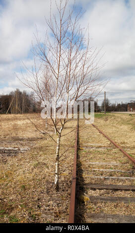 Abandoned rail road with growing trees on it Stock Photo - Alamy
