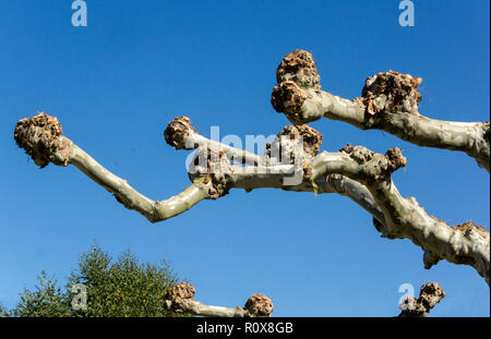 Recently pollarded London Plane tree (Platanus x acerifolia).in ...