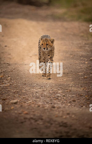 Cheetah walks down rocky track staring ahead Stock Photo - Alamy