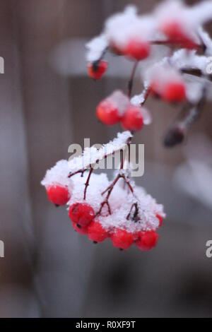 First snow on rowan tree leaf Stock Photo - Alamy