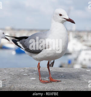 Sea gull at the Waterfront in Cape Town in South Africa Stock Photo - Alamy