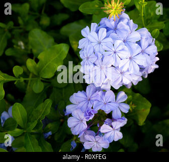 delicate light purple flowers with golden hearts, flowing green leaves ...