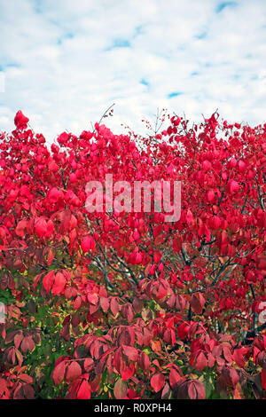 A Winged Spindle, also known as a burning bush (Euonymus Alatus), in ...