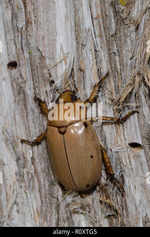 Grapevine Beetle (Pelidnota punctata Stock Photo - Alamy