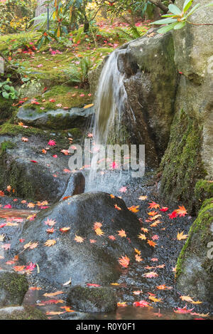 Fall maple leaves Seattle Arboretum Washington Stock Photo - Alamy
