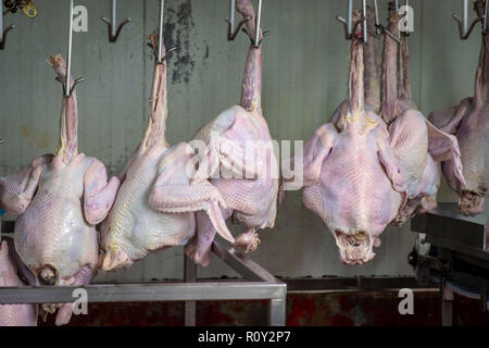 Thanksgiving turkeys are processed and graded by USDA inspectors at ...