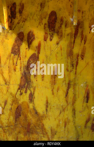 Betel nuts spit on bin, Honiara Central Market, Solomon Islands Stock ...