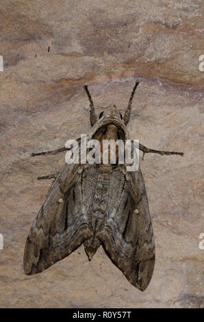 Waved Sphinx Moth (Ceratomia undulosa) caterpillar (larva) on a branch ...