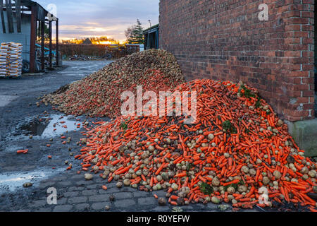 Vast heaps of rejected carrots and potatoes which do not meet the ...