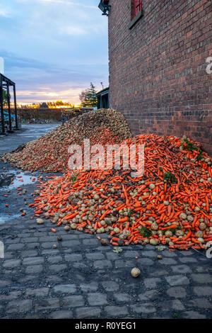 Vast heaps of rejected carrots and potatoes which do not meet the ...