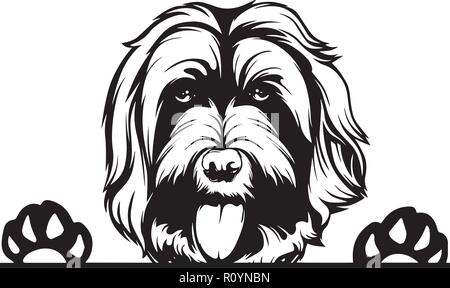 Labradoodle Dog Breed Head Isolated Pedigree Pet Portrait Smiling Happy ...