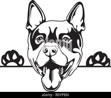 Thai Ridgeback Pedigree Dog Breed Head Isolated Pet Portrait Smiling ...