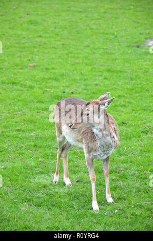 A common European deer, photographed here in southern England Stock ...
