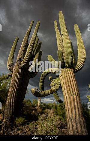 saguaros, (Carnegiea gigantea), and storm clouds, Arizona Stock Photo ...