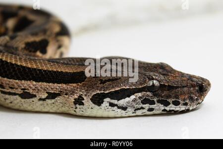 Dumeril's Boa, Acrantophis dumerili, Boidae (Boinae). Madagascar ...