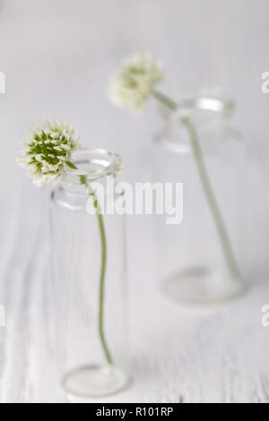 Composition with clover in glass. melancholic still life with white ...