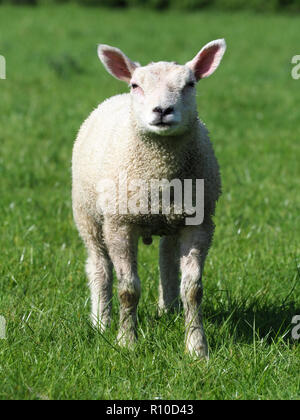 Beltex lamb in spring Stock Photo - Alamy