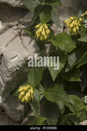 Yellow Veronica, Veronica lutea, in flower on rock ledge, Julian Alps ...