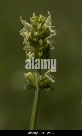 Stachys flowers (Stachys alopecuros Stock Photo - Alamy