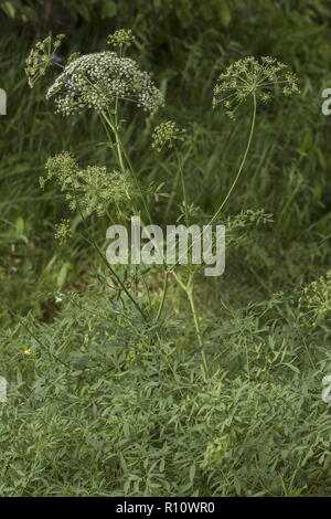 A sermountain, Laserpitium siler in flower, meadow, Slovenia Stock ...