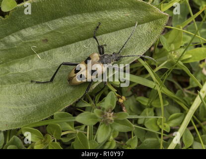 Longhorn beetle, Pachyta quadrimaculata Stock Photo - Alamy