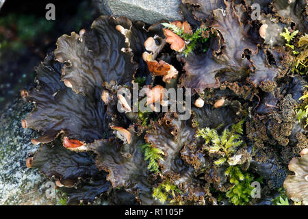 dog lichen, (Peltigera praetextata Stock Photo - Alamy
