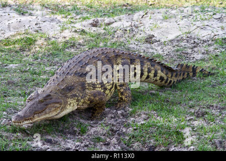 Nile crocodile Crocodylus niloticus walking along the shores of the ...