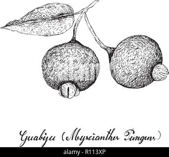 Guava Flower Drawing