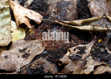 A closeup of Safari ants (driver ants, army ants, siafu, dorylus) in ...