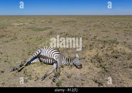 Zebra Death , East Africa, Tanzania, Ngorongoro Crater Stock Photo - Alamy