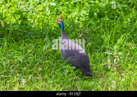 Helmeted Guinea-fowl, Tarangire National Park, Tanzania, Africa Stock ...